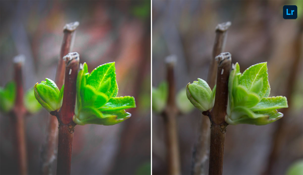 Leaf 2 | Edit | Photoshop Lightroom