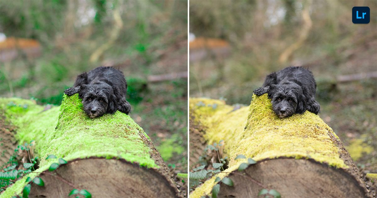 Dog on a Log | Remix | Photoshop Lightroom