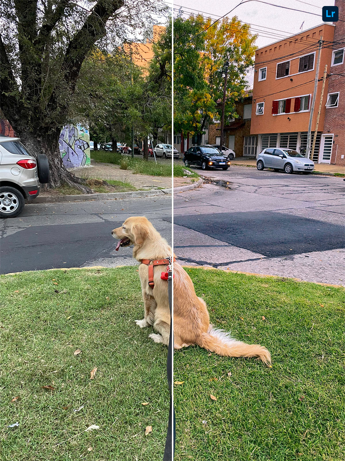 dog | Edit | Photoshop Lightroom