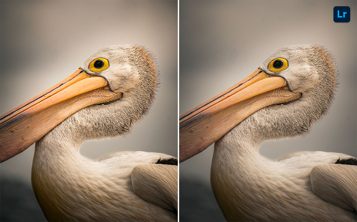 Finding Nemo- the pelican | Edit | Photoshop Lightroom