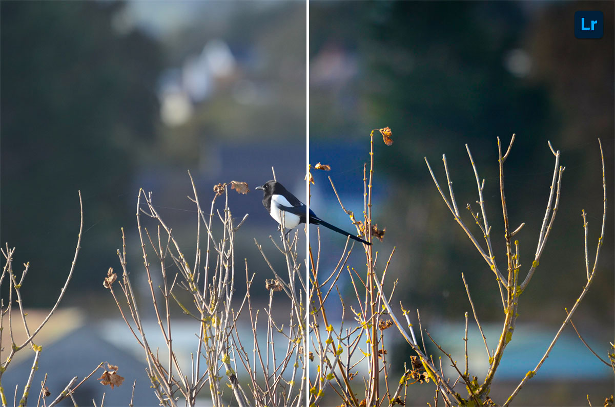 Magpie | Edit | Photoshop Lightroom