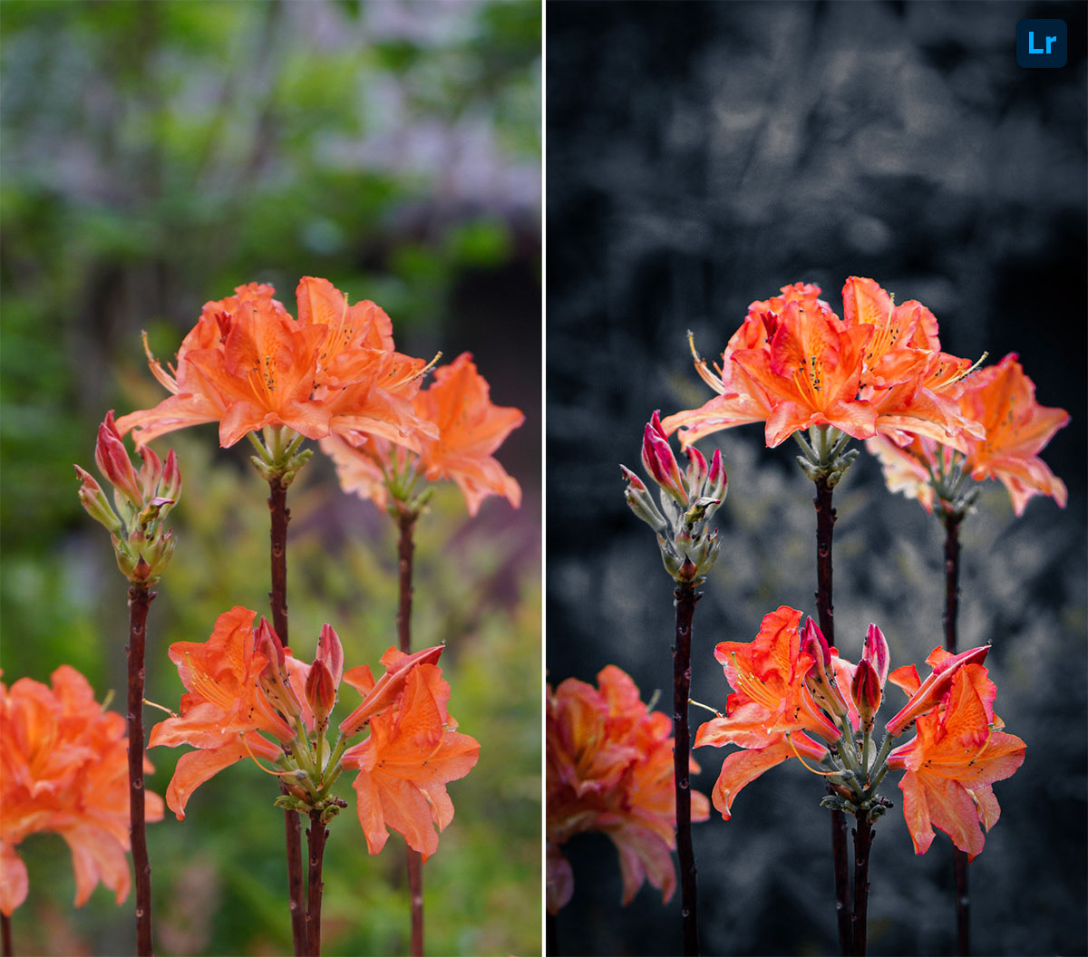 Flowers | Edit | Photoshop Lightroom