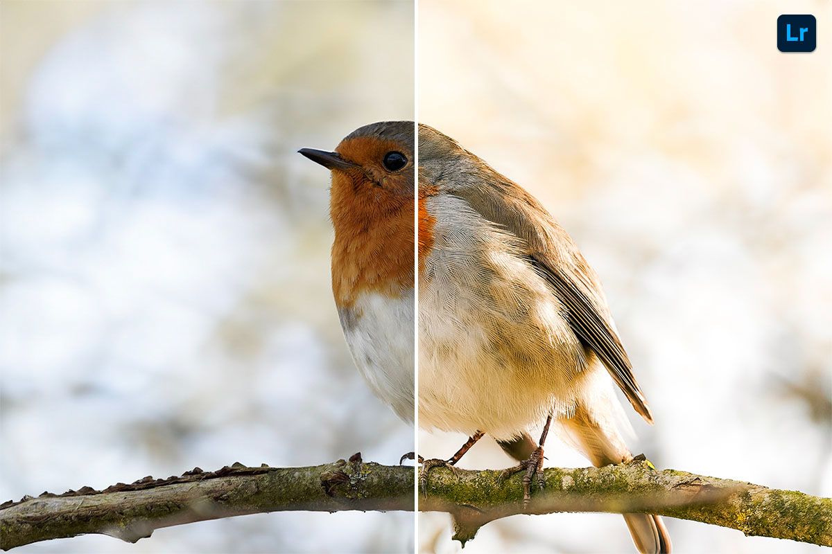 Bird | Remix | Photoshop Lightroom