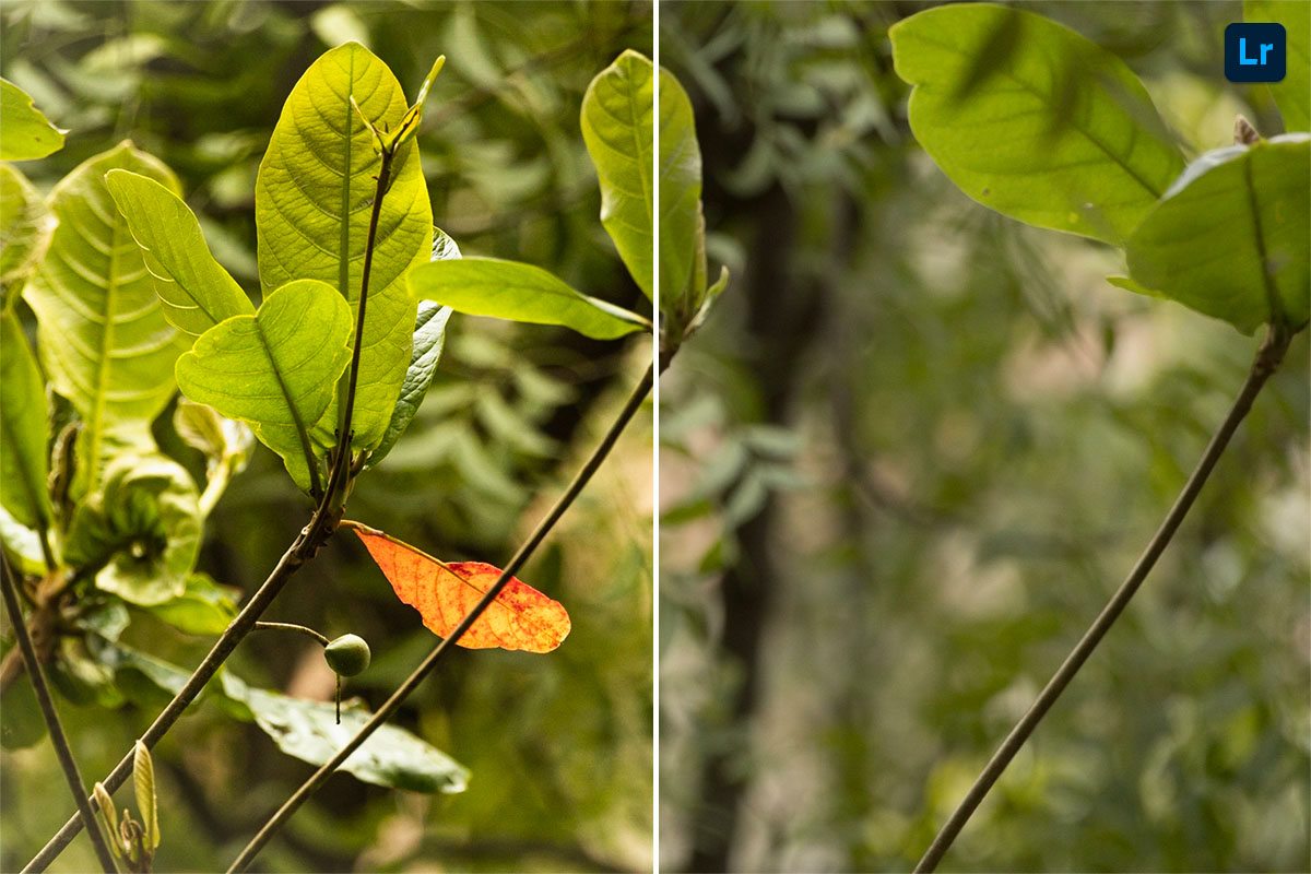 Dery leaf | Edit | Photoshop Lightroom
