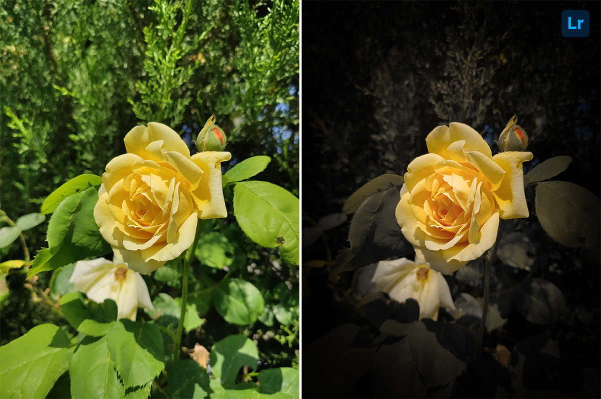 Rose | Edit | Photoshop Lightroom