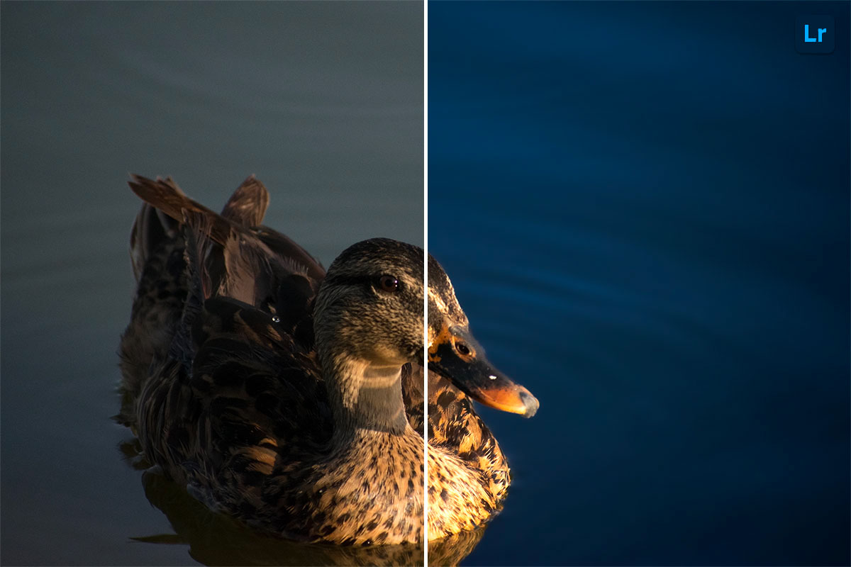 Duck | Edit | Photoshop Lightroom