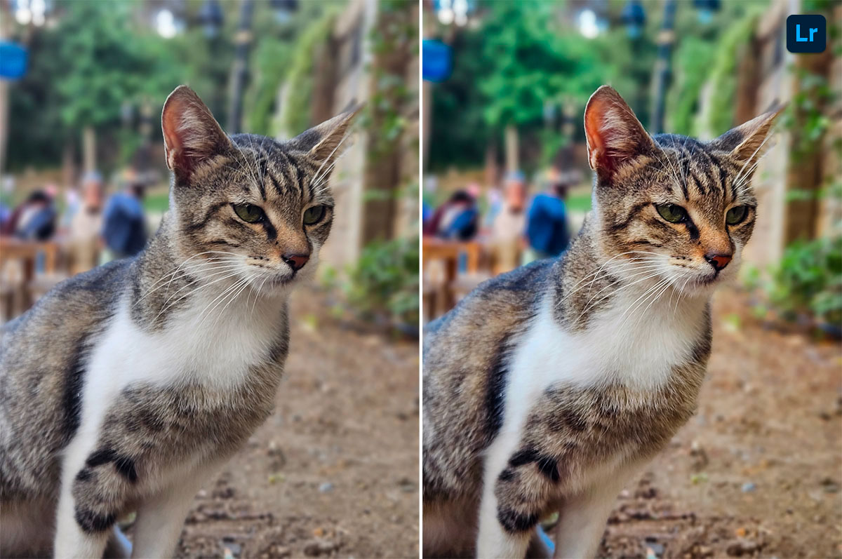 Cats | Edit | Photoshop Lightroom