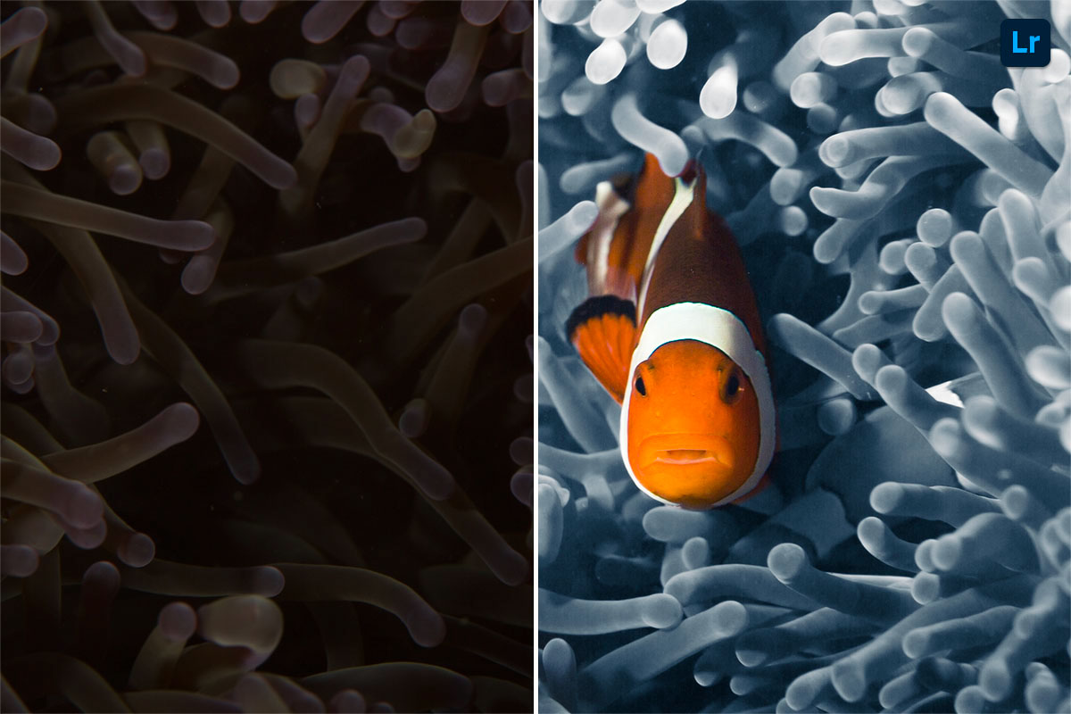 Nemo in white bed | Edit | Photoshop Lightroom