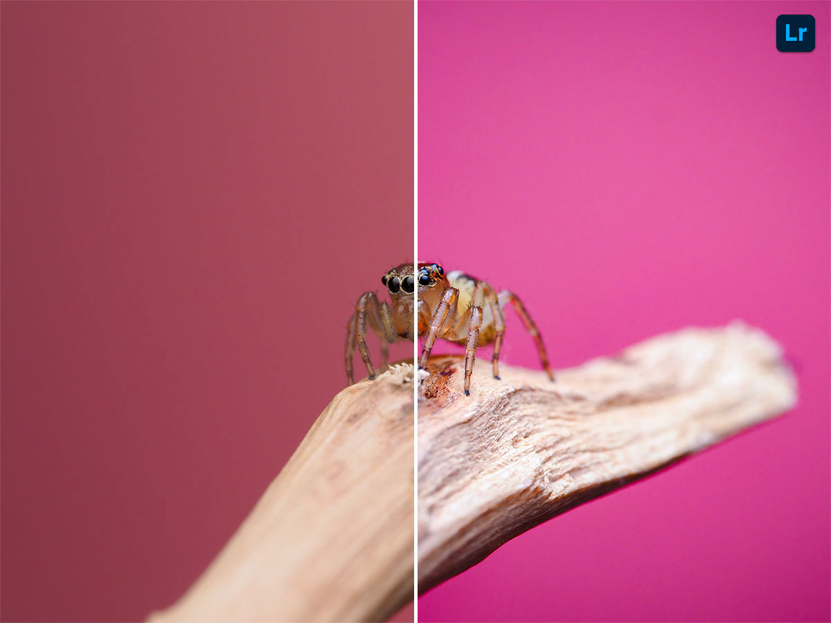 Jumping spider | Edit | Photoshop Lightroom