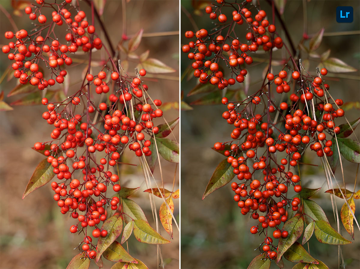 Red Berries | Remix | Photoshop Lightroom