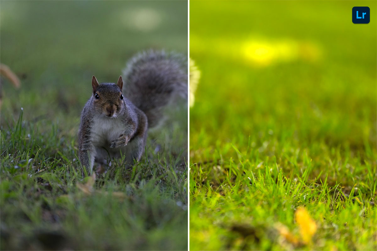 Curious Squirrel in the Sunlight | Edit | Photoshop Lightroom
