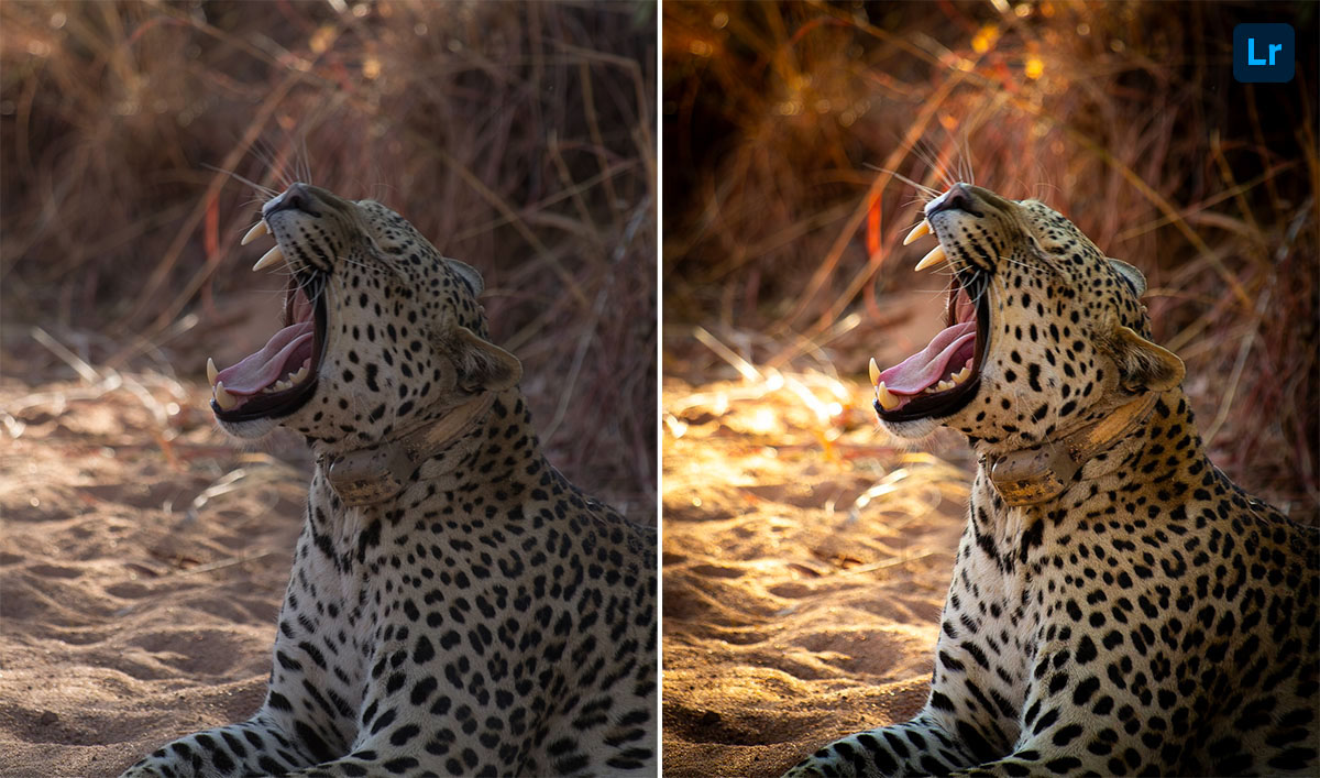 Leopard | Remix | Photoshop Lightroom