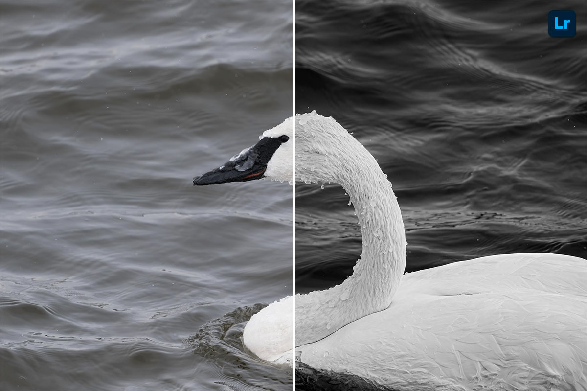 The Frozen Swan | Edit | Photoshop Lightroom