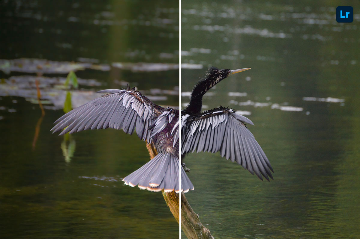 Anhinga (Anhinga anhinga) | Edit | Photoshop Lightroom