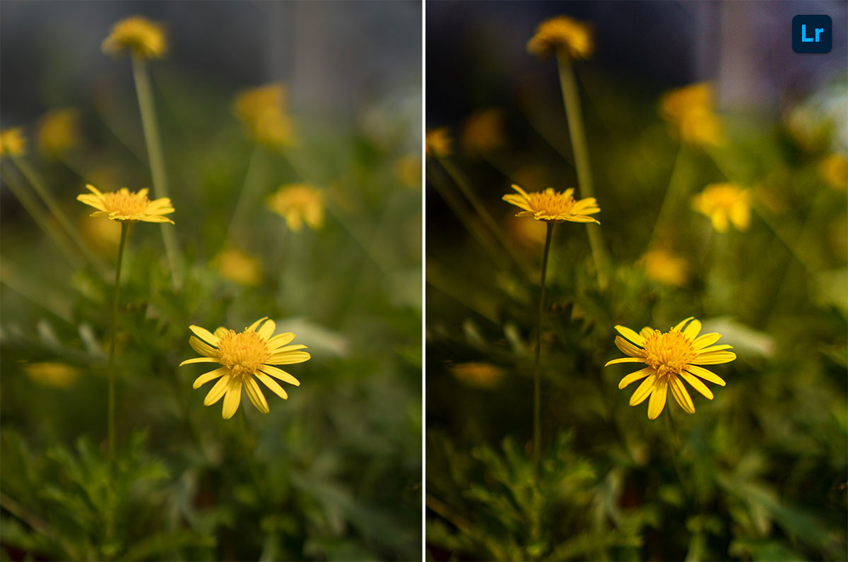 Yellow | Edit | Photoshop Lightroom