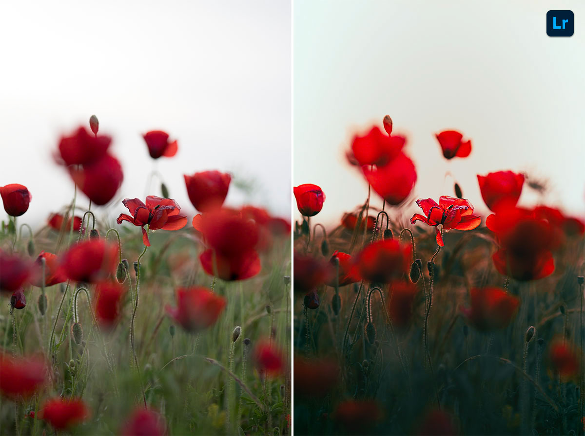 Poppies field | Edit | Photoshop Lightroom