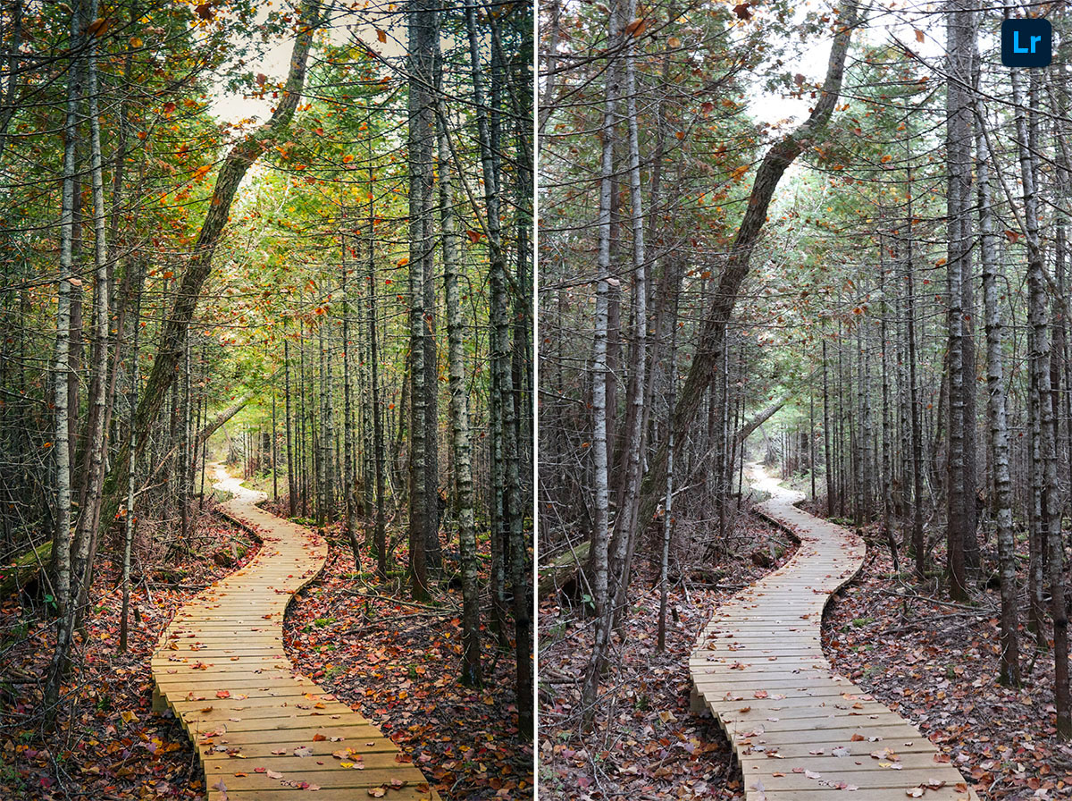 Fall Boardwalk | Edit | Photoshop Lightroom