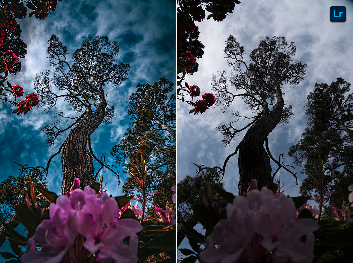 The Garden | Edit | Photoshop Lightroom