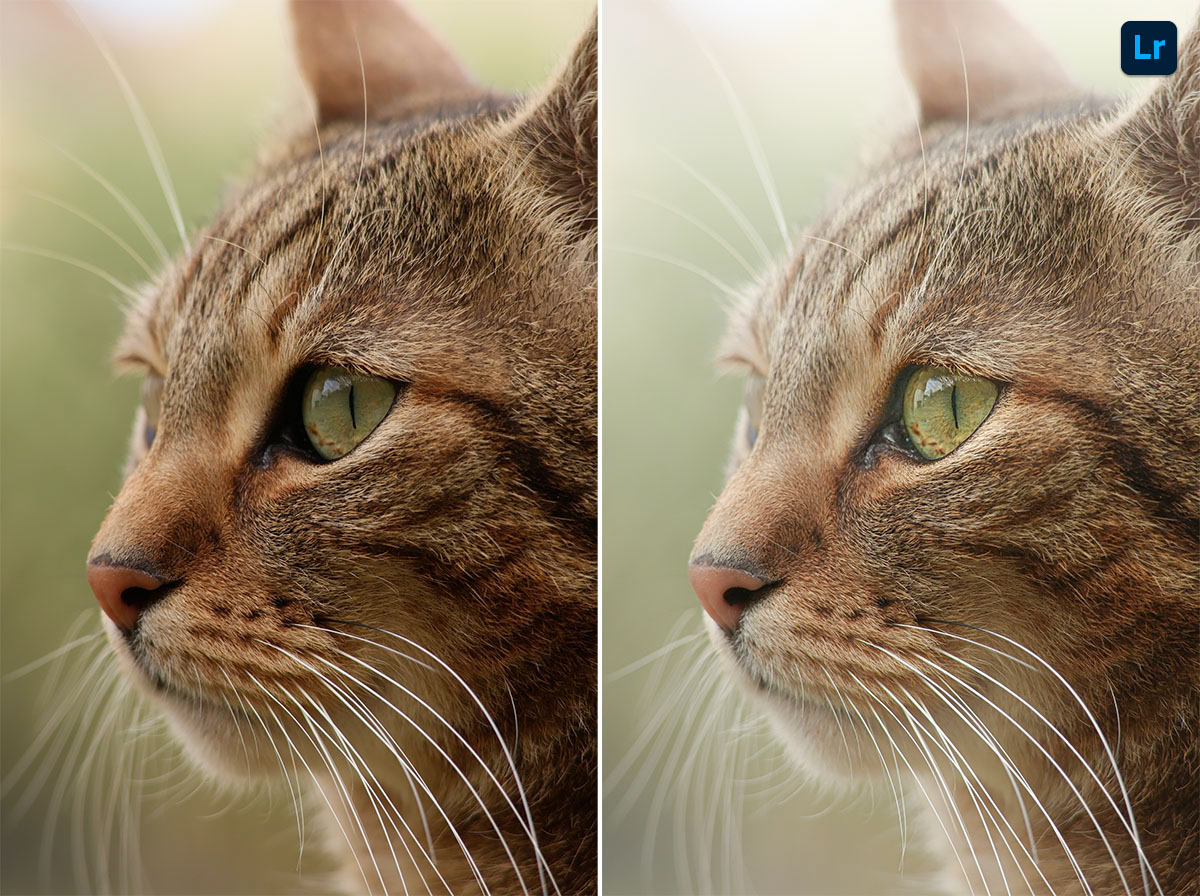 B&W Cat | Remix | Photoshop Lightroom