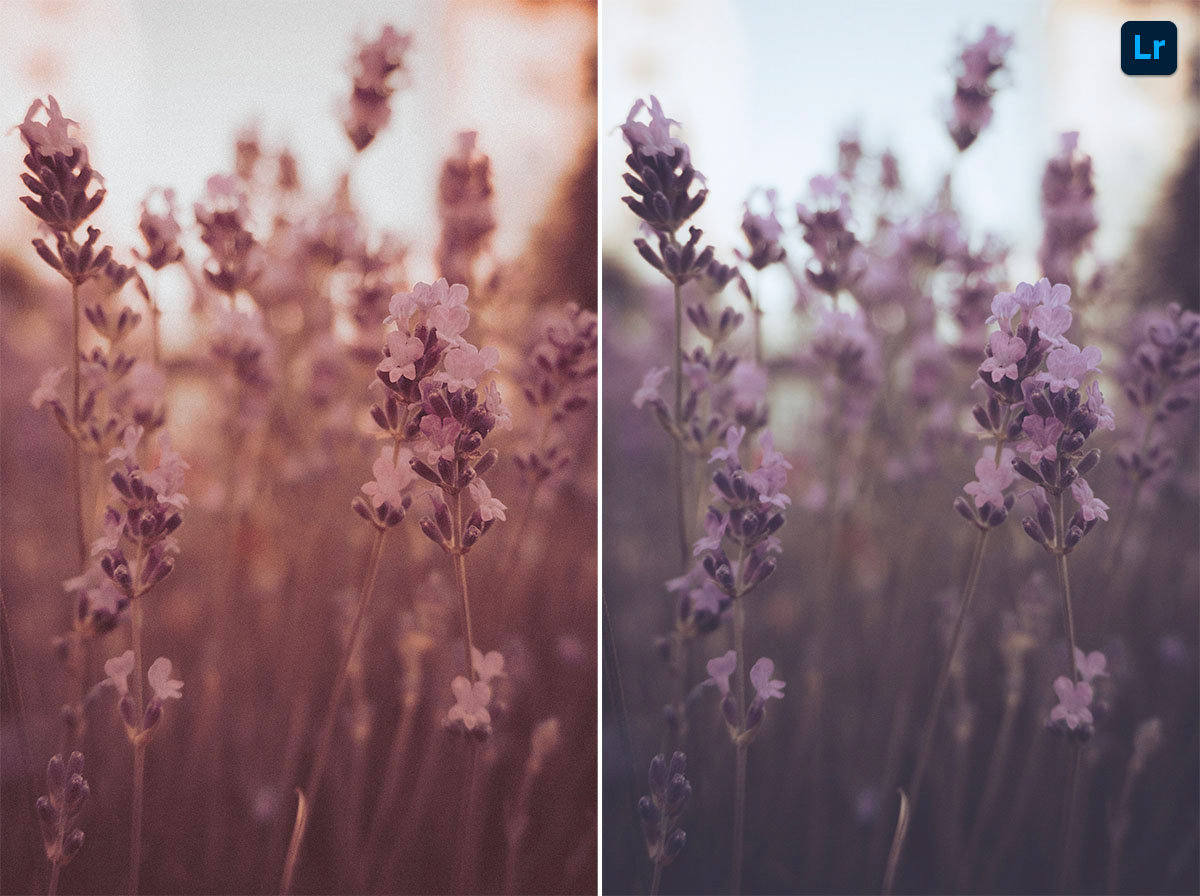 flowers | Edit | Photoshop Lightroom