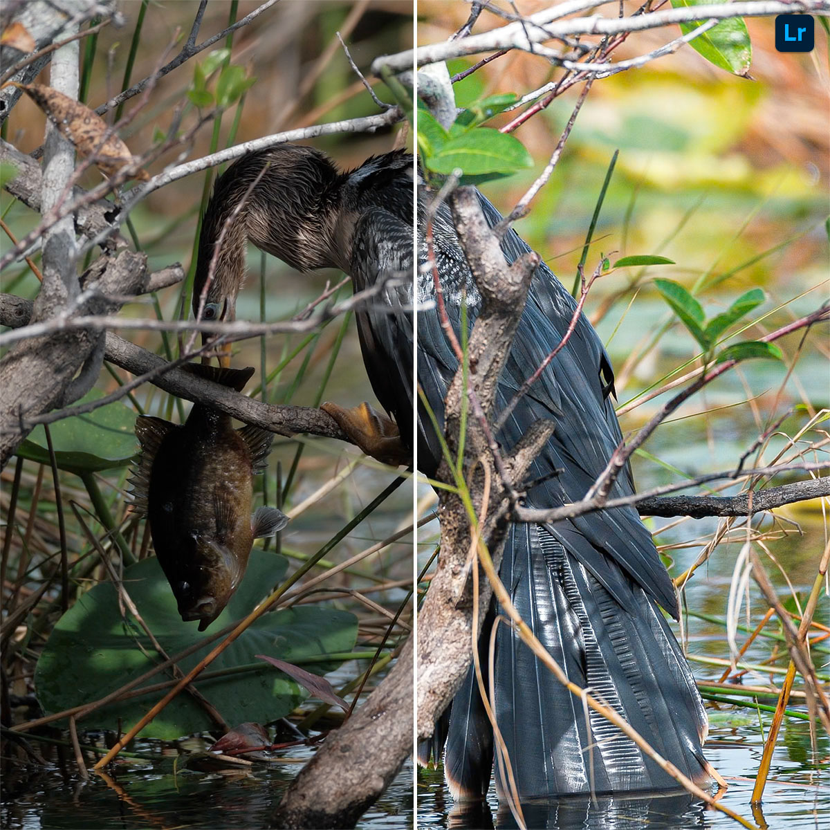 Sweet Sucess | Edit | Photoshop Lightroom