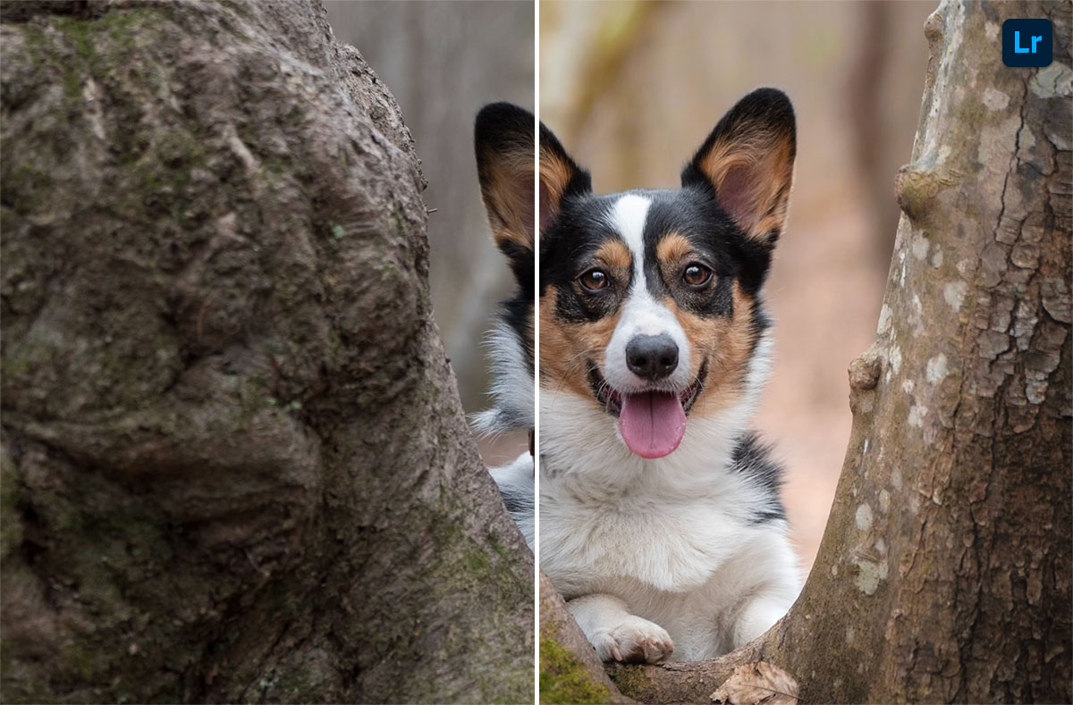 Corgi Tree | Remix | Photoshop Lightroom