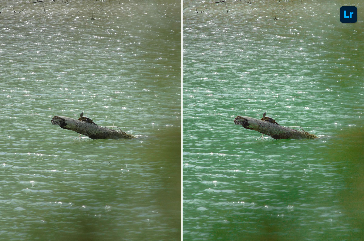 Turtle | Edit | Photoshop Lightroom