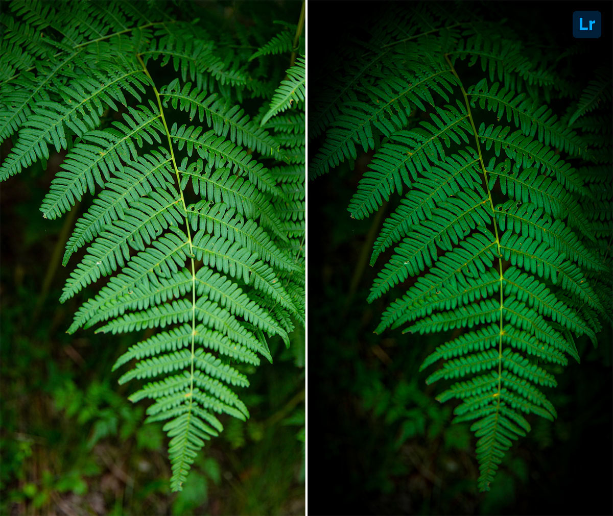 Farn | Remix | Photoshop Lightroom