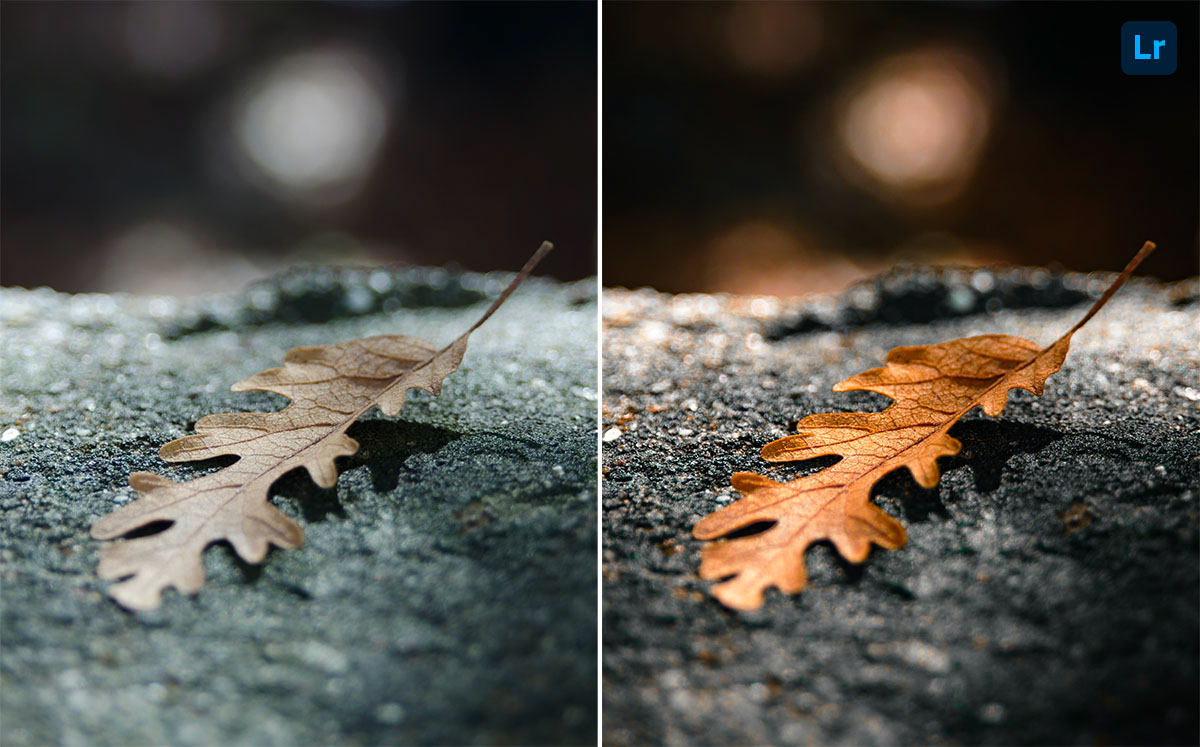 Mr. Leaf | Edit | Photoshop Lightroom