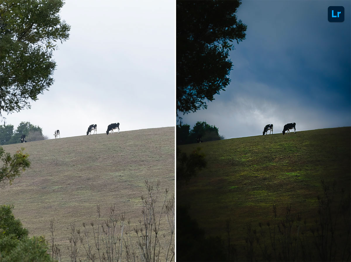 Cows and clouds | Edit | Photoshop Lightroom