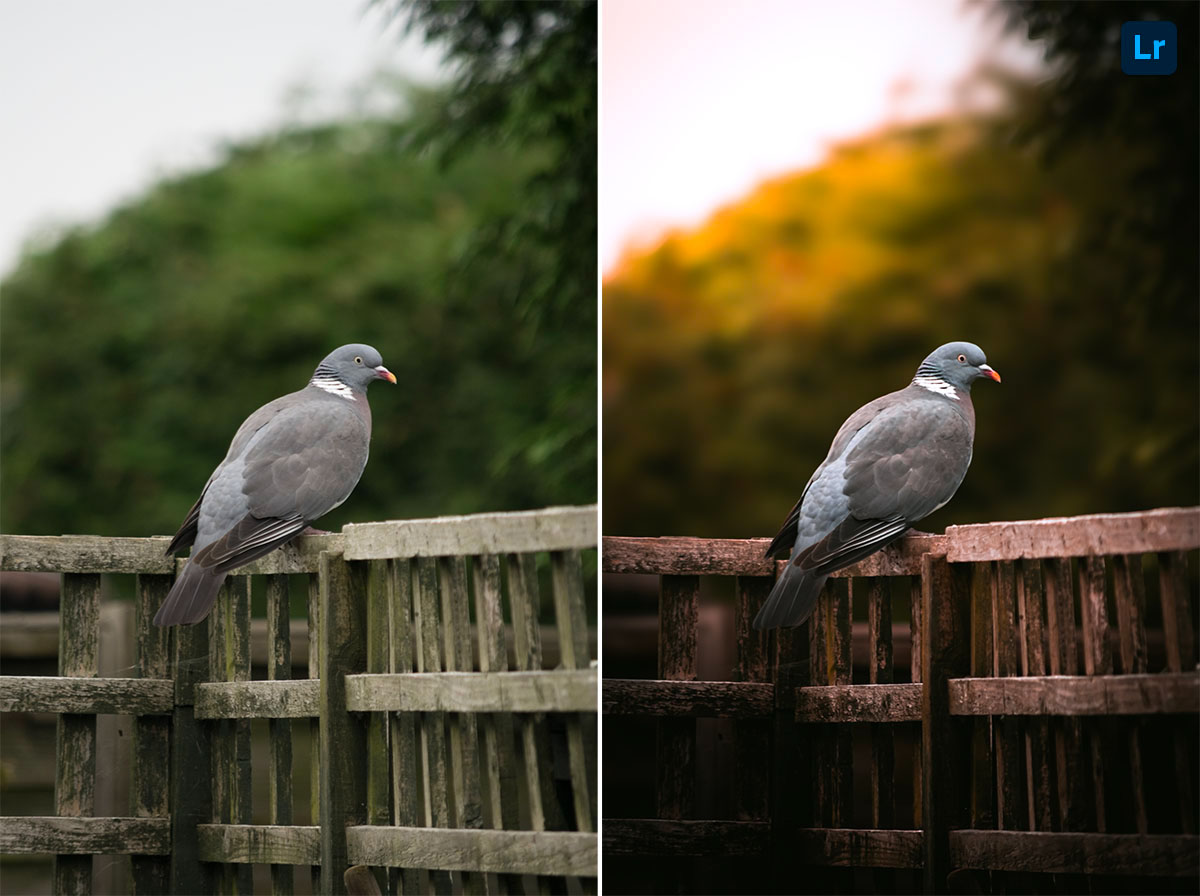 Pigeon | Edit | Photoshop Lightroom