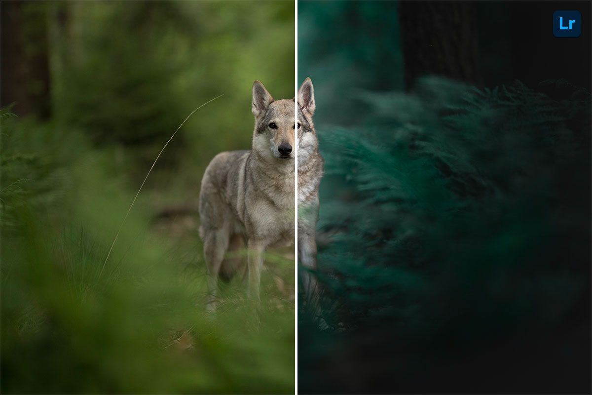 Who s afraid of the big bad wolf? | Edit | Photoshop Lightroom