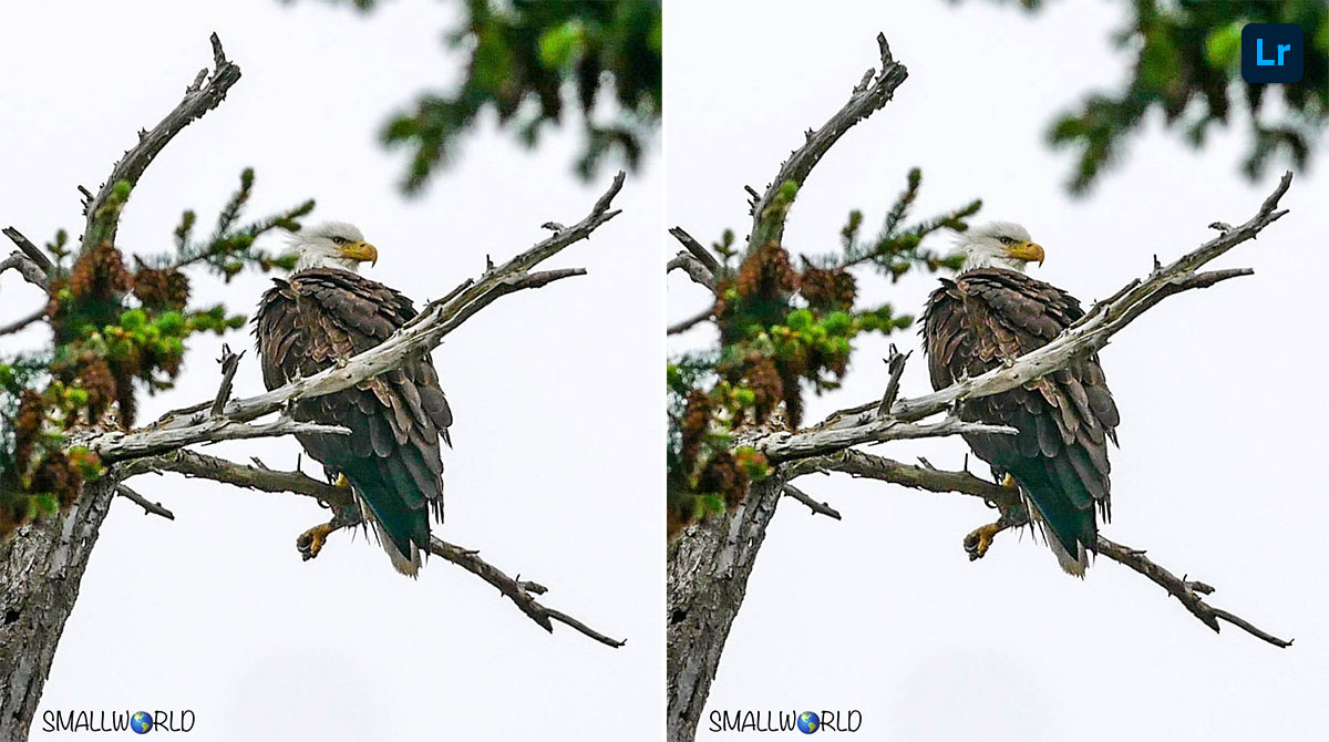 Seattle Bald Eagle | Edit | Photoshop Lightroom