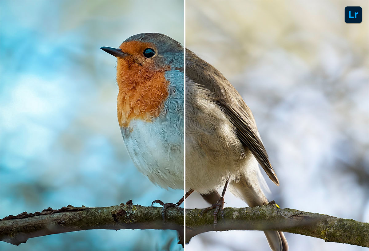 Bird | Remix | Photoshop Lightroom