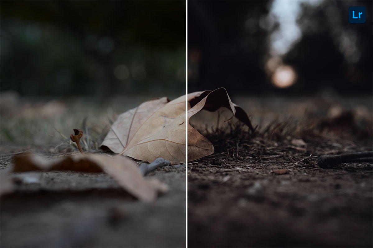 Leaves | Edit | Photoshop Lightroom