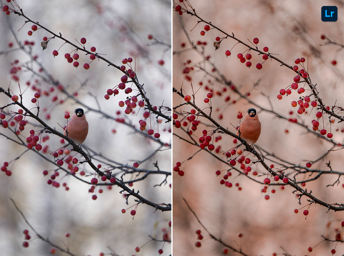 Bird | Remix | Photoshop Lightroom