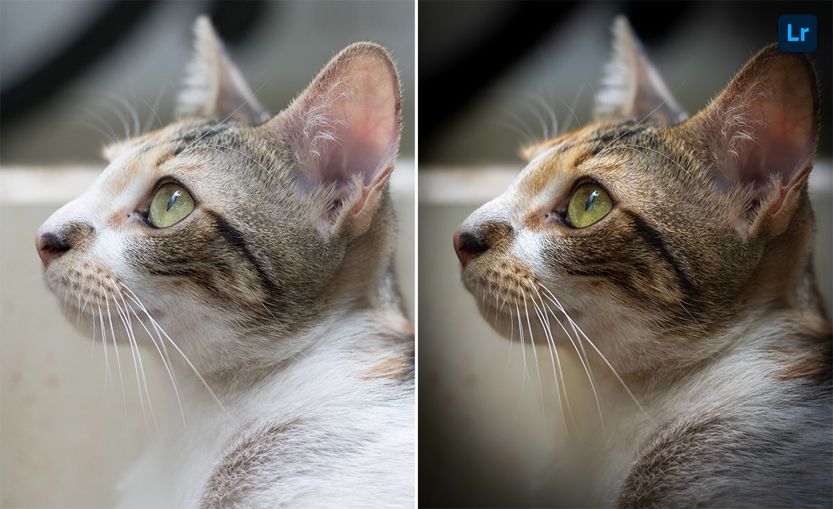gato | Edit | Photoshop Lightroom