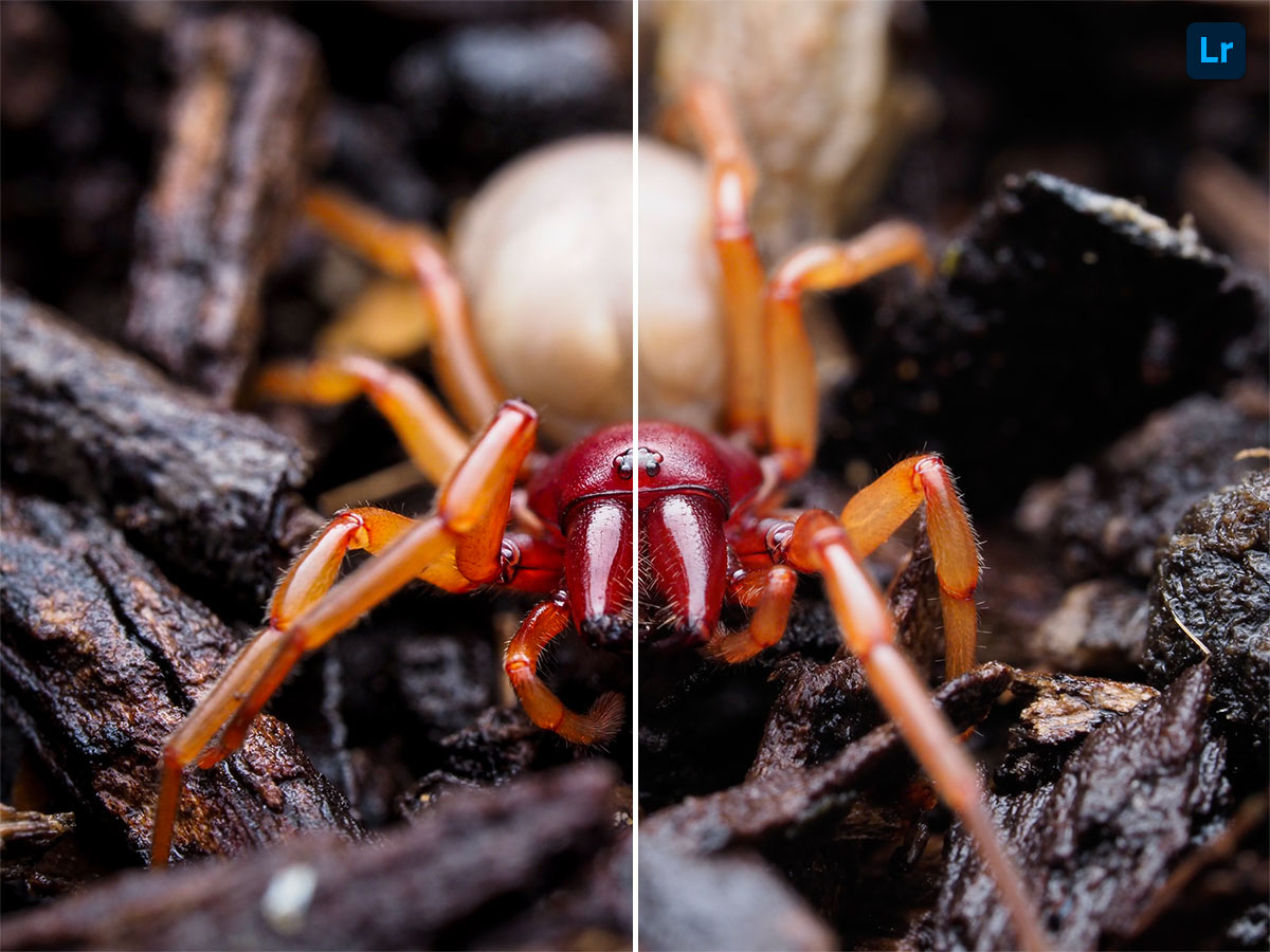 Woodlouse spider | Edit | Photoshop Lightroom