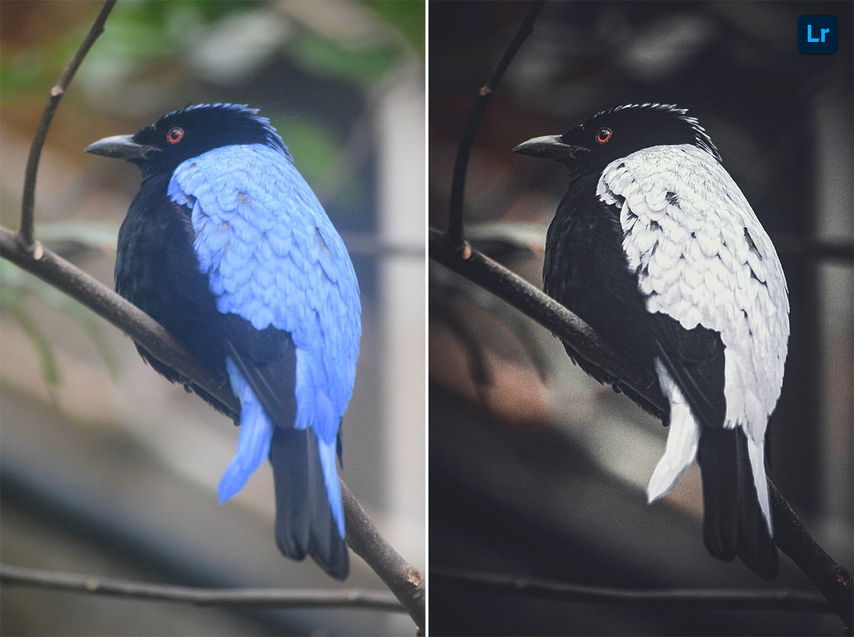 bird | Remix | Photoshop Lightroom