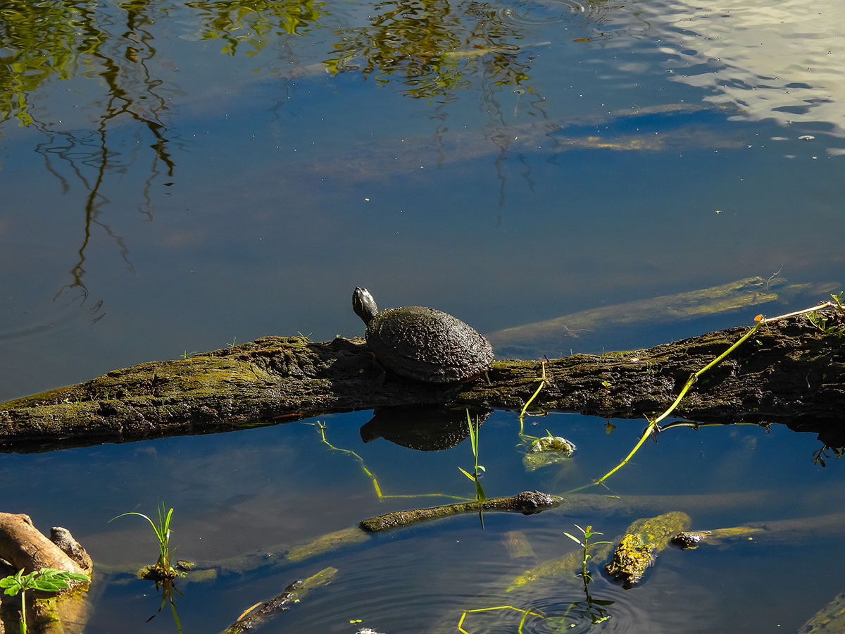 Turtle on Behance :: Behance