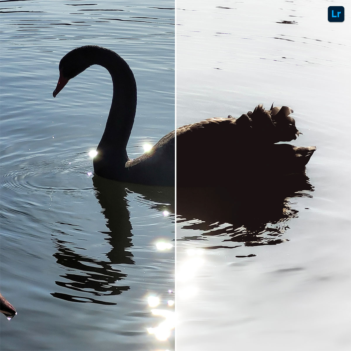 Black swan | Edit | Photoshop Lightroom