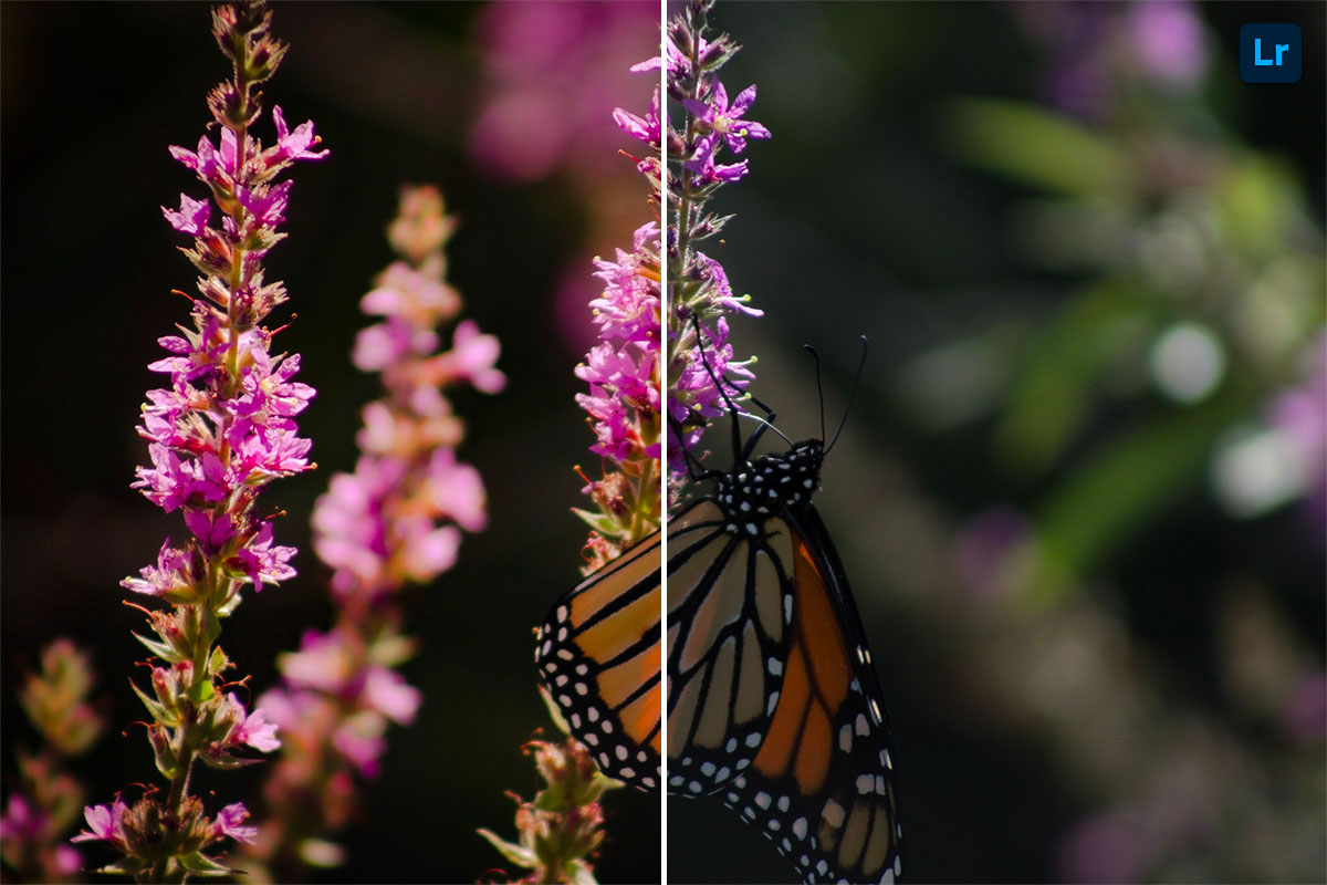 Monarch | Remix | Photoshop Lightroom