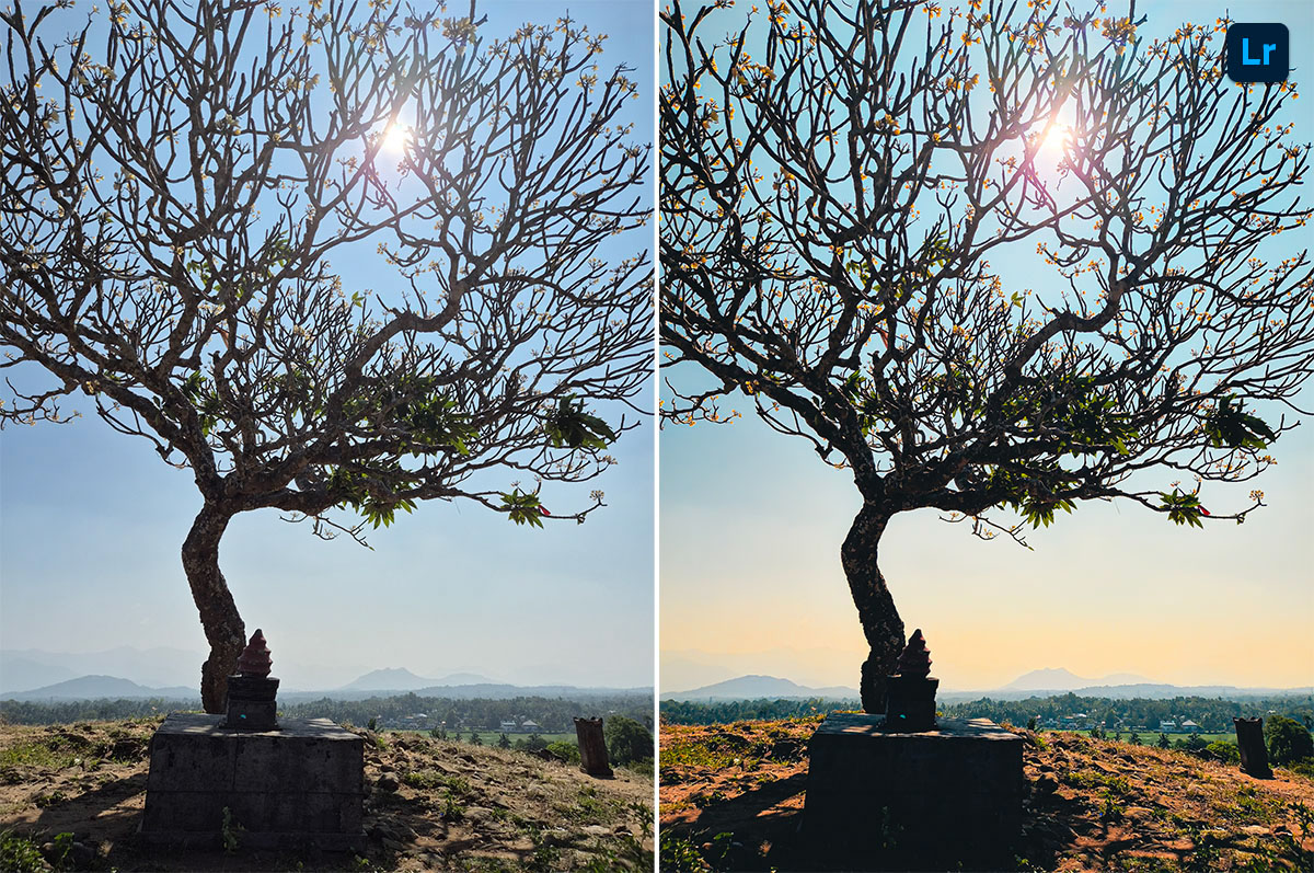 Tree with no leaves | Edit | Photoshop Lightroom