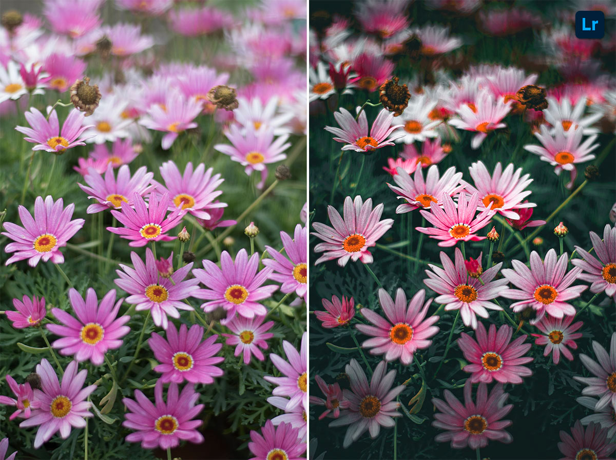 Some flowers 🌸 | Edit | Photoshop Lightroom