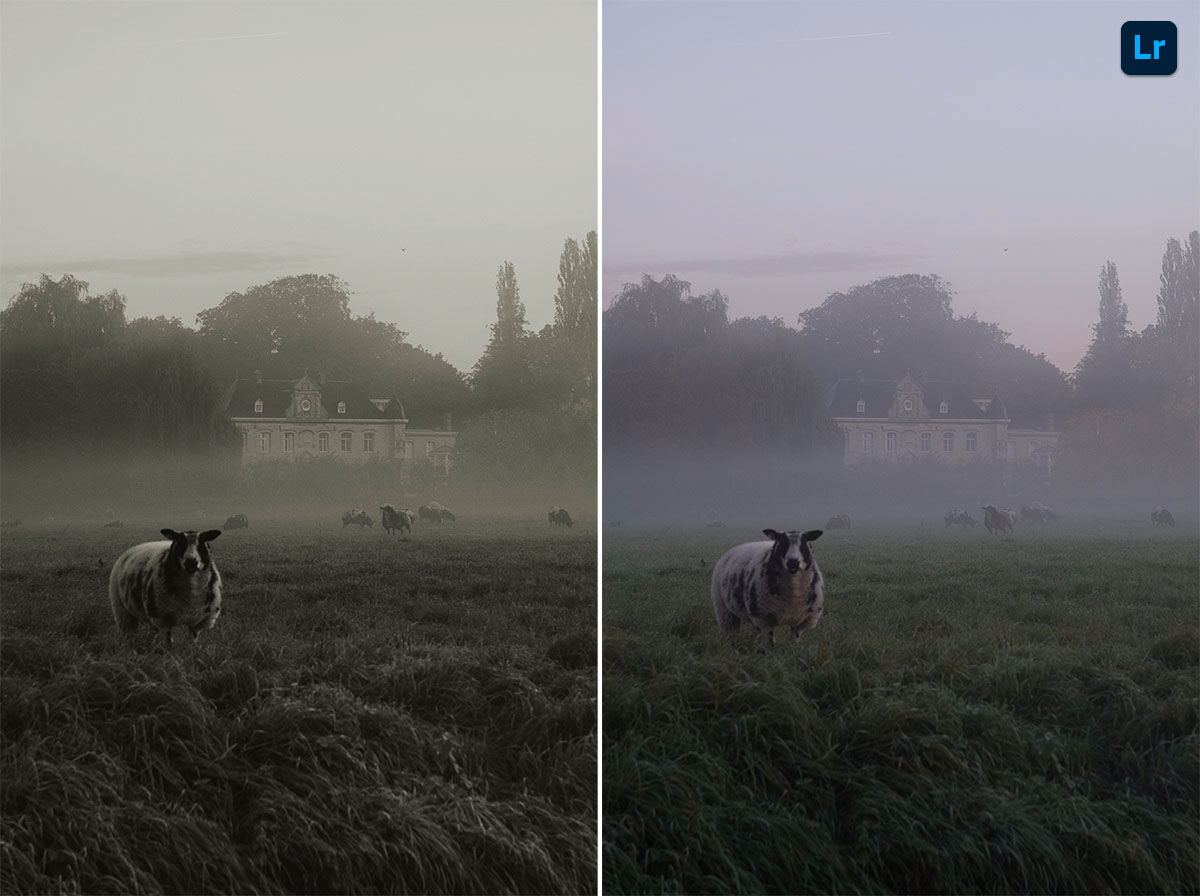 Black and White Sheep. | Edit | Photoshop Lightroom