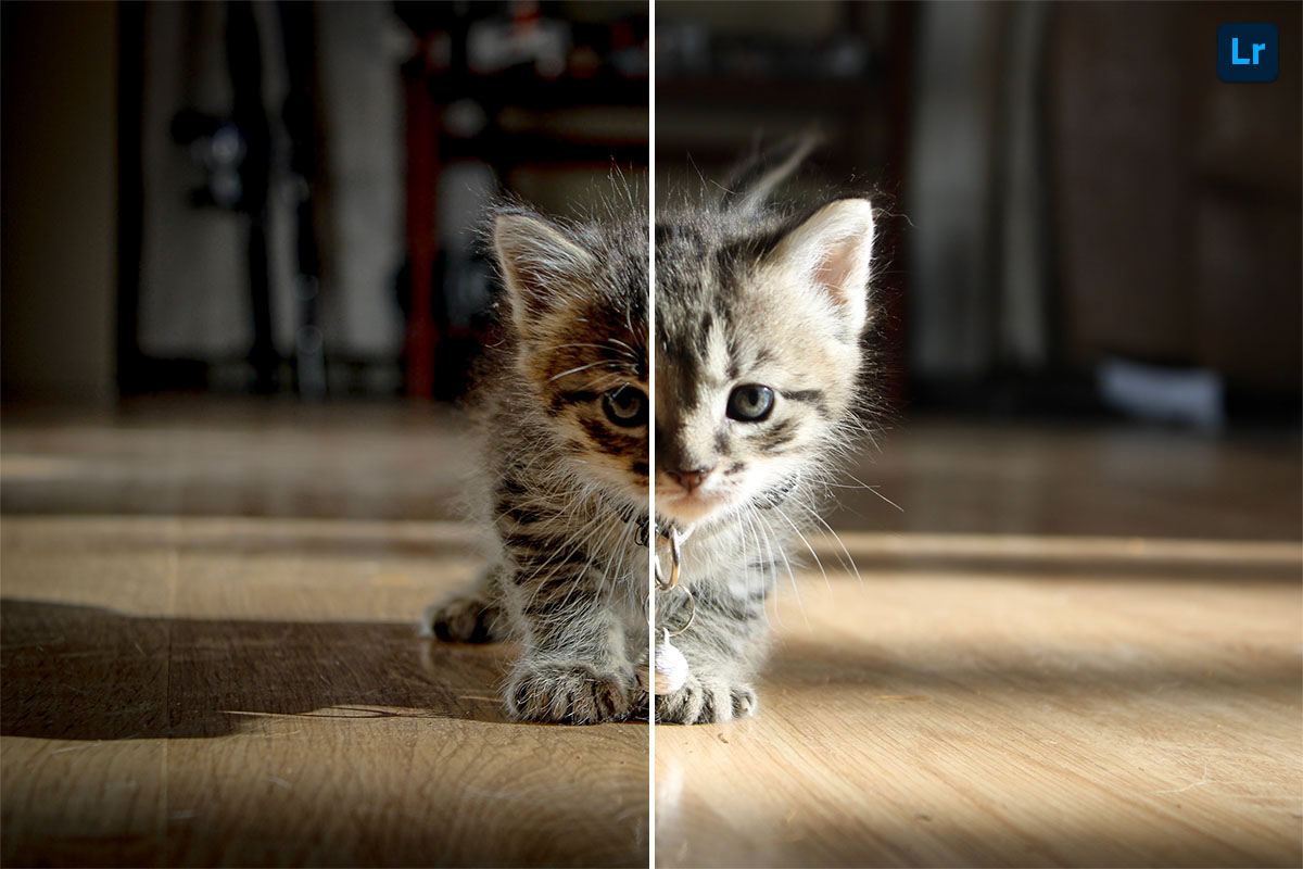 Kitten | Edit | Photoshop Lightroom