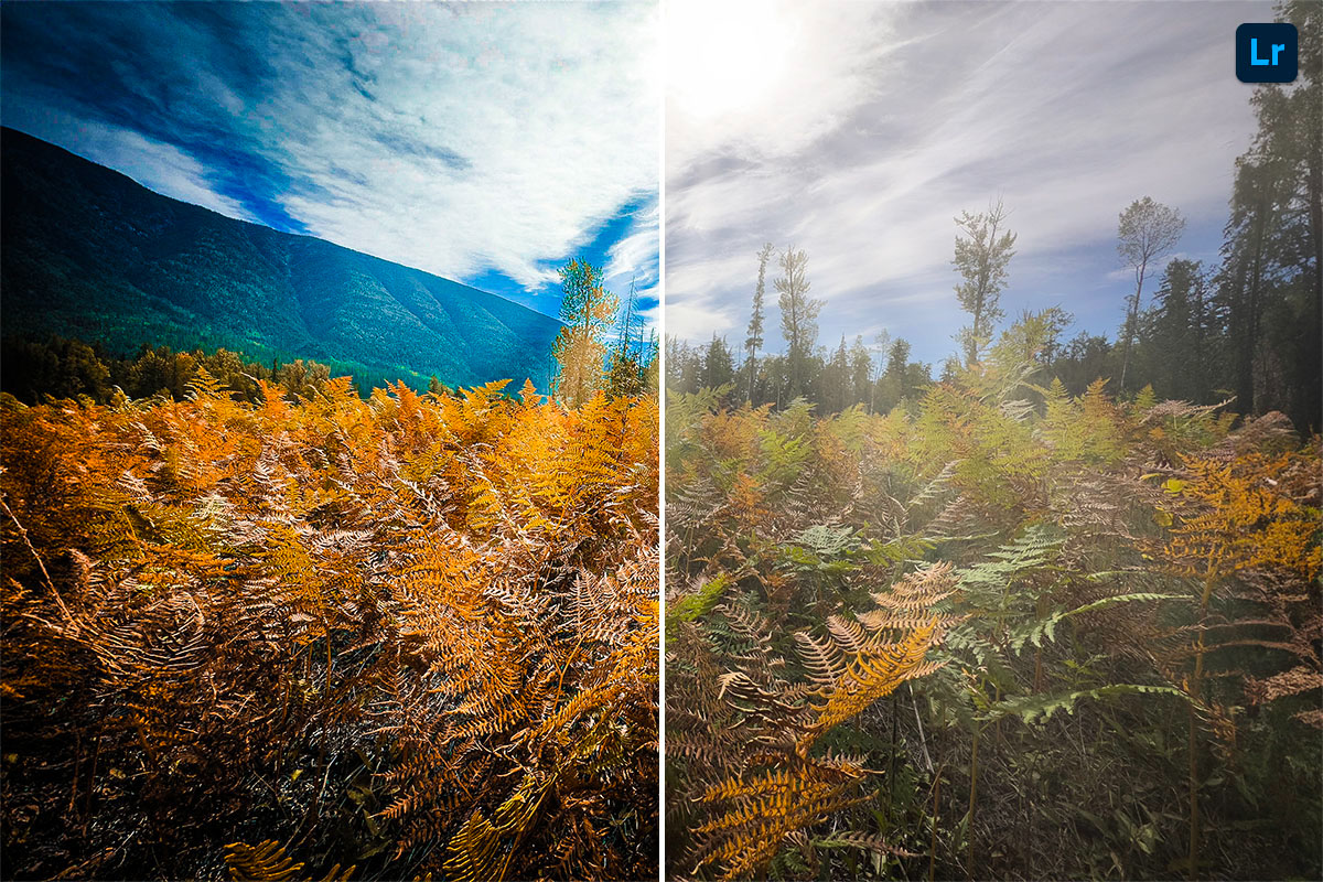 Meadow | Edit | Photoshop Lightroom