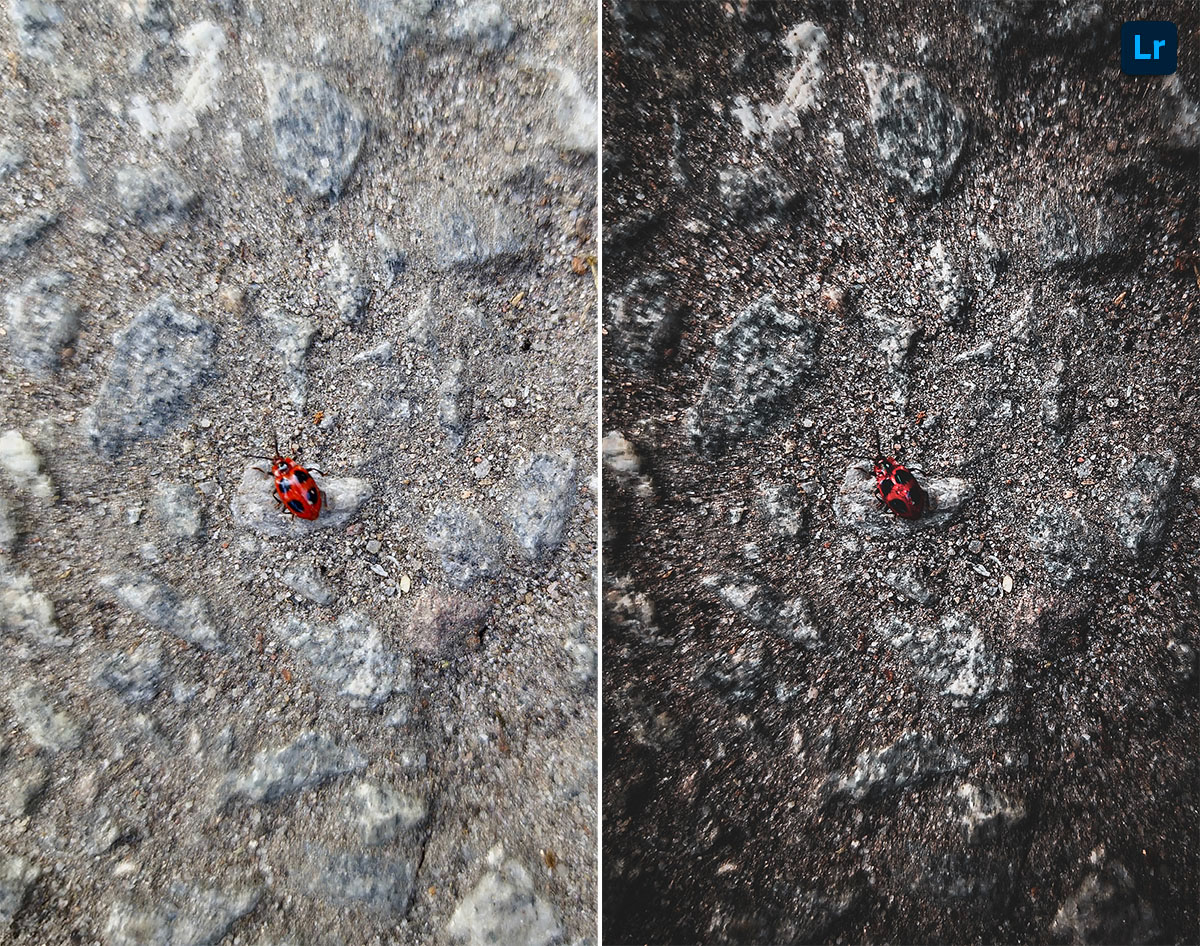 Ladybug | Edit | Photoshop Lightroom