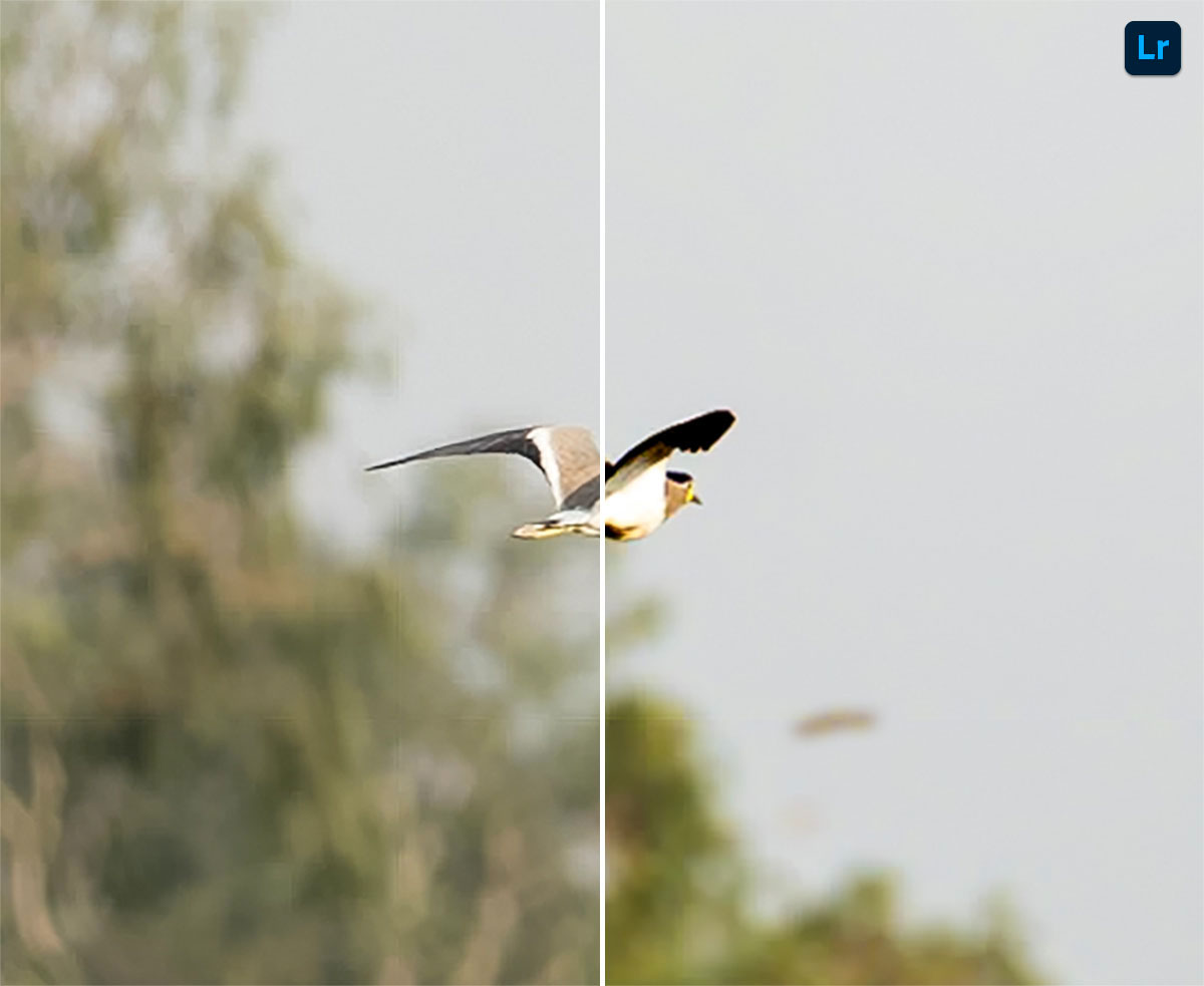 bird | Edit | Photoshop Lightroom