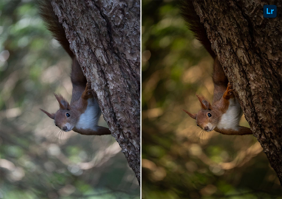 Red Squirrel | Edit | Photoshop Lightroom